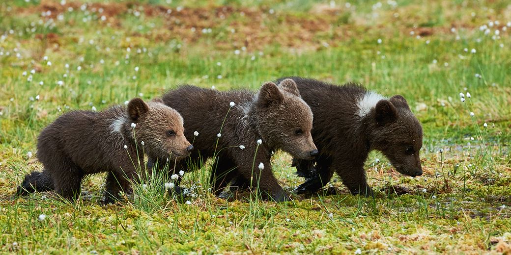 Bear cubs: Are inexperienced PMs prepared for the next crisis?