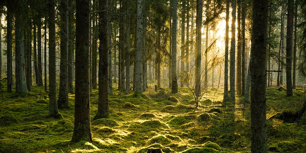 Timber! Foresight forestry fund soars on bid linked to manager