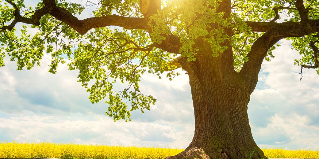 EdenTree launches 'green revolution' fund for eco veteran Thomas