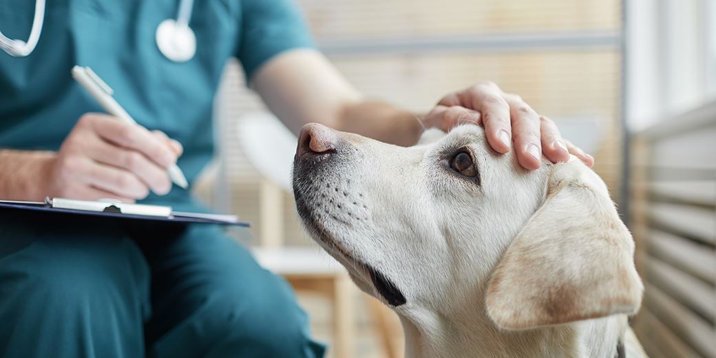 Funds in the dog house as CVS and Pets at Home hit by vet review