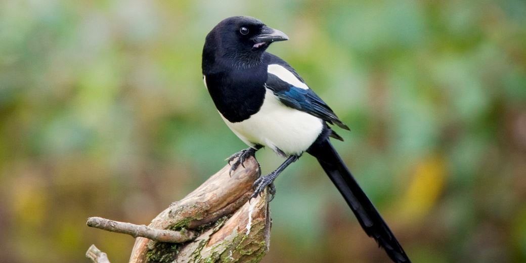 Are you a ‘digital magpie’?
