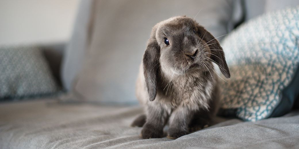 Unilever, animal testing and ESG funds’ big blind spot