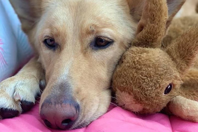 'I rescued the Teletubbies from a flood'