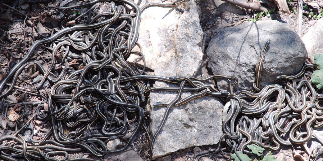 Fund of Funds Insider: Navigating the macro snake pit