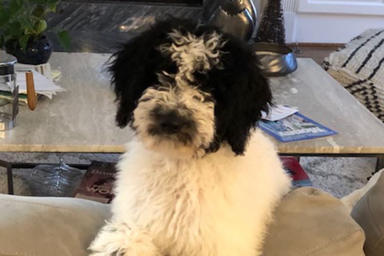 Pup-arazzi! 20 RIAs' pet pics of their furry friends