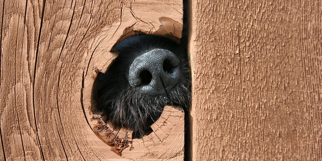 Expert View: Pets at Home, Chemring, DiscoverIE, NWF and Tritax EuroBox